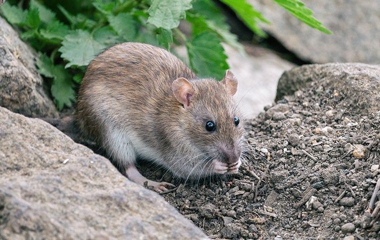 How Bad Is It To Have Rats On My Richmond Property? | Allied Termite ...